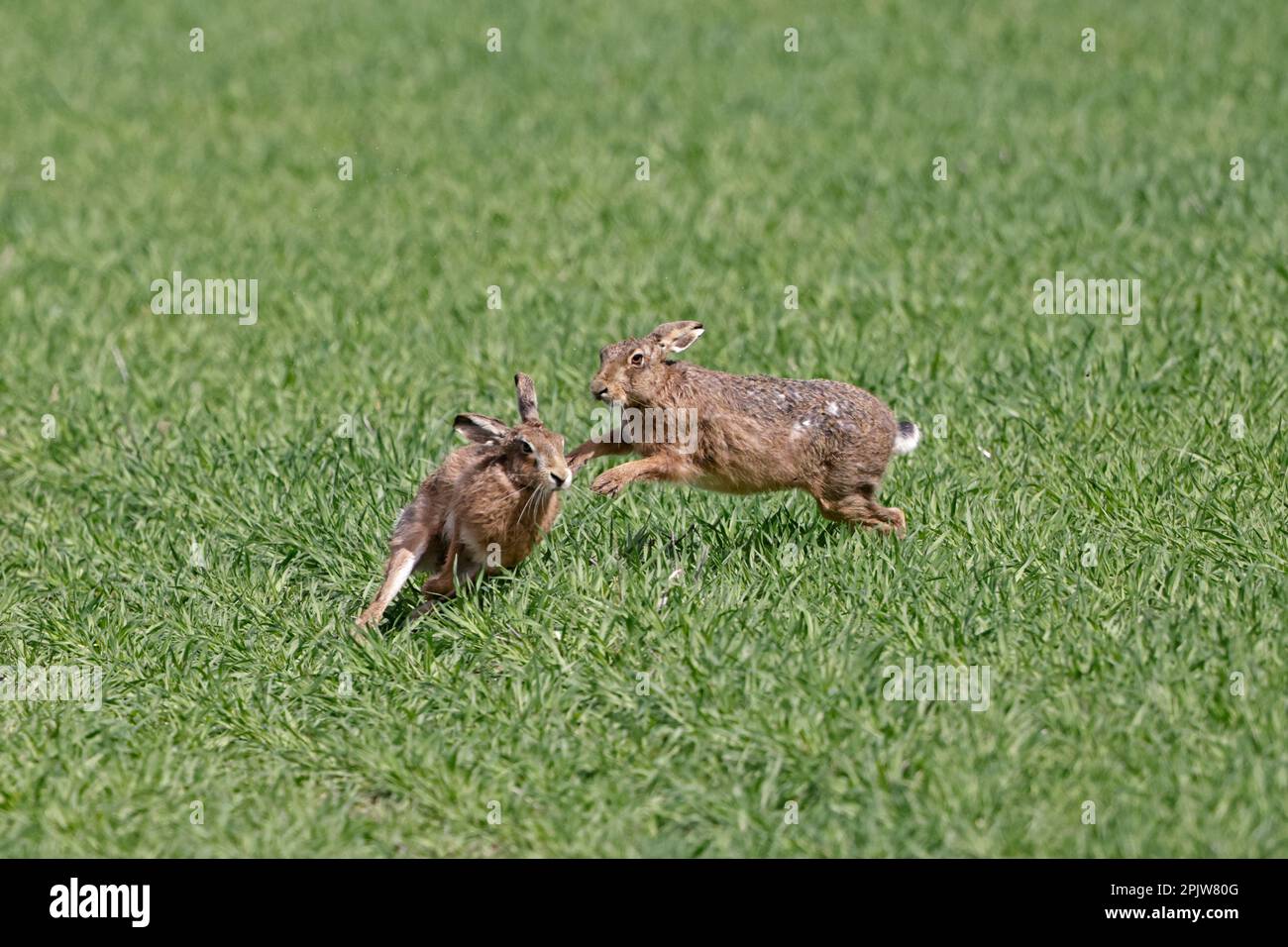 Brown Hares chasing each other in Norfolk UK Stock Photo - Alamy