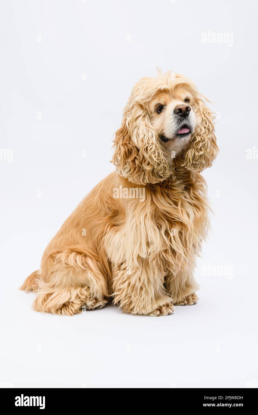 Cute fluffy American Cocker Spaniel sits in front of a white background ...