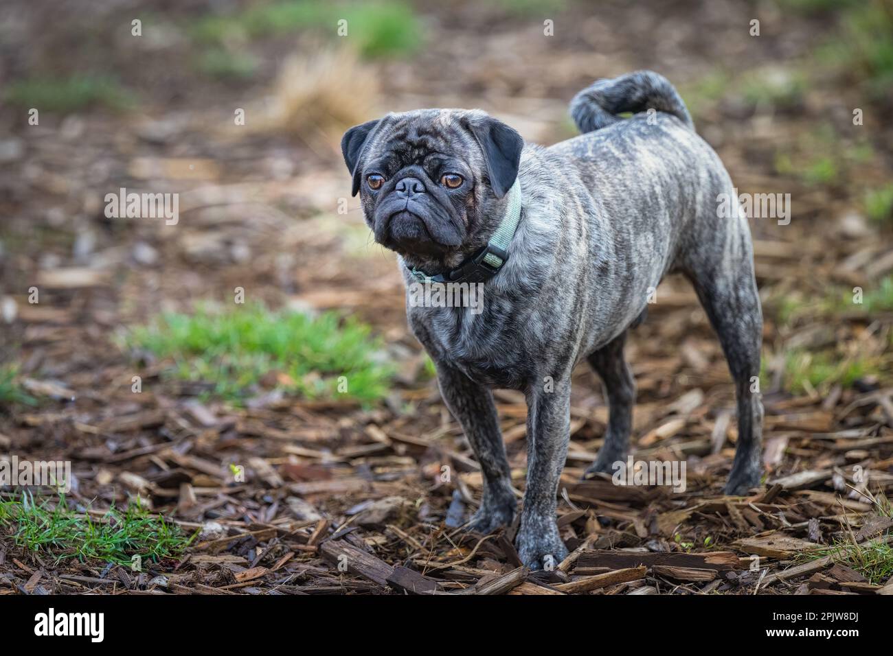 Gray And Black Puggle