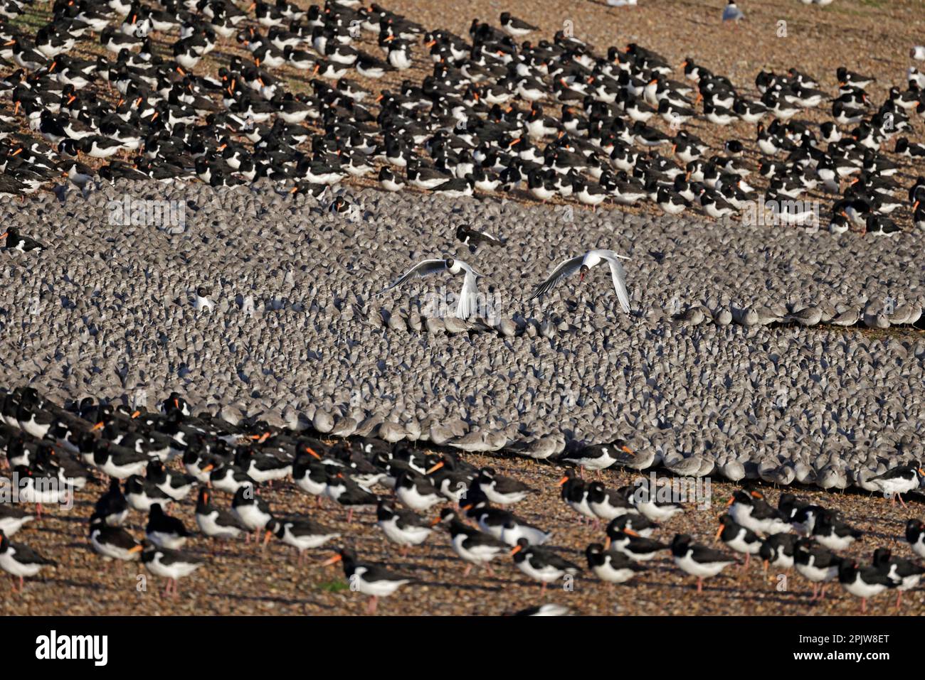Red Knot at Snettisham RSPB Reserve Norfolk UK Stock Photo - Alamy