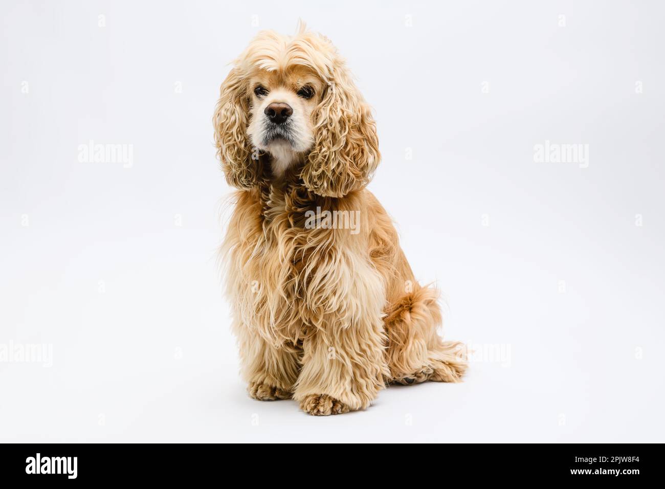 Cute fluffy American Cocker Spaniel sits in front of a white background ...