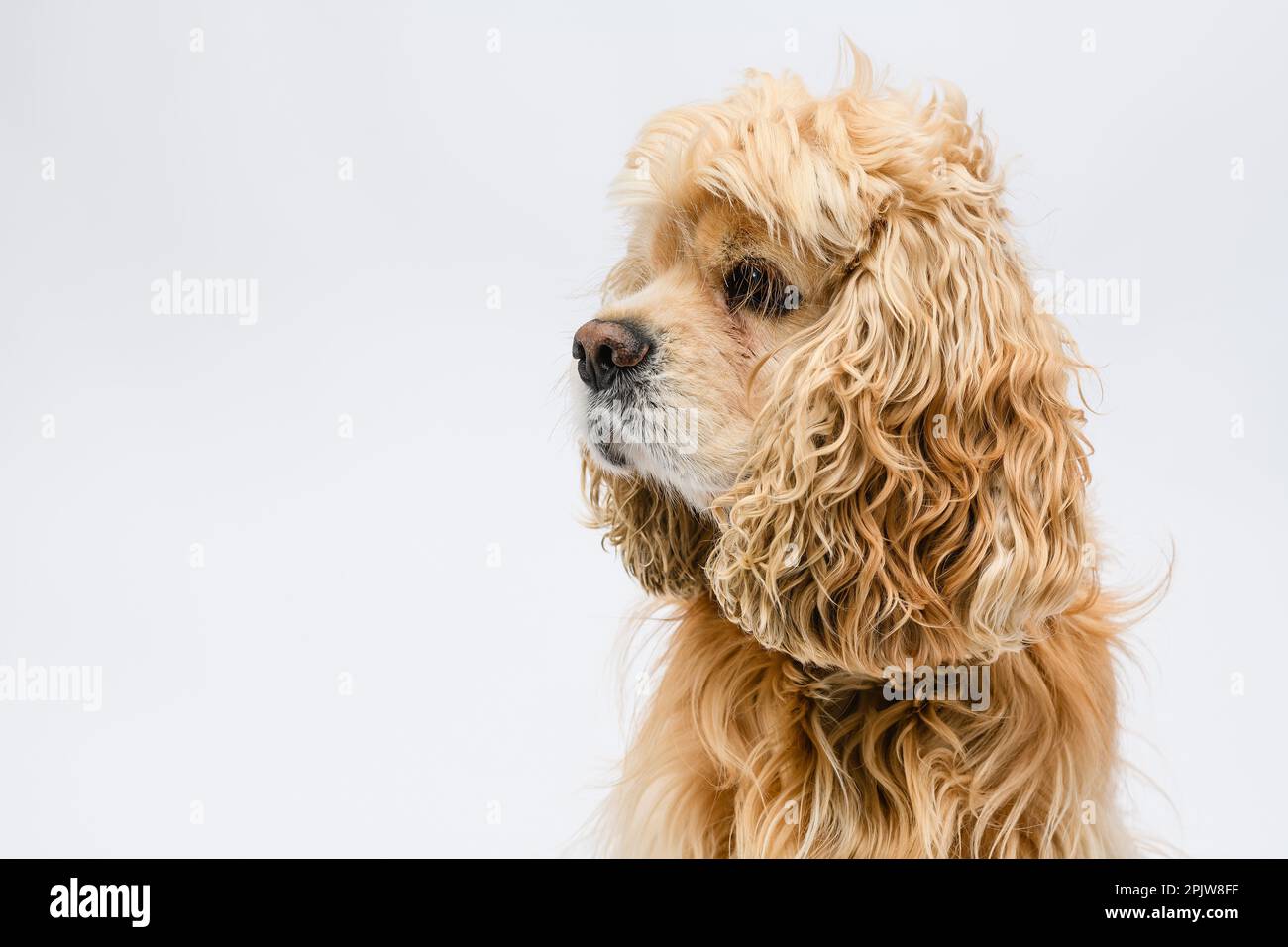 Close-up of the head of an American Cocker Spaniel in front of a white ...