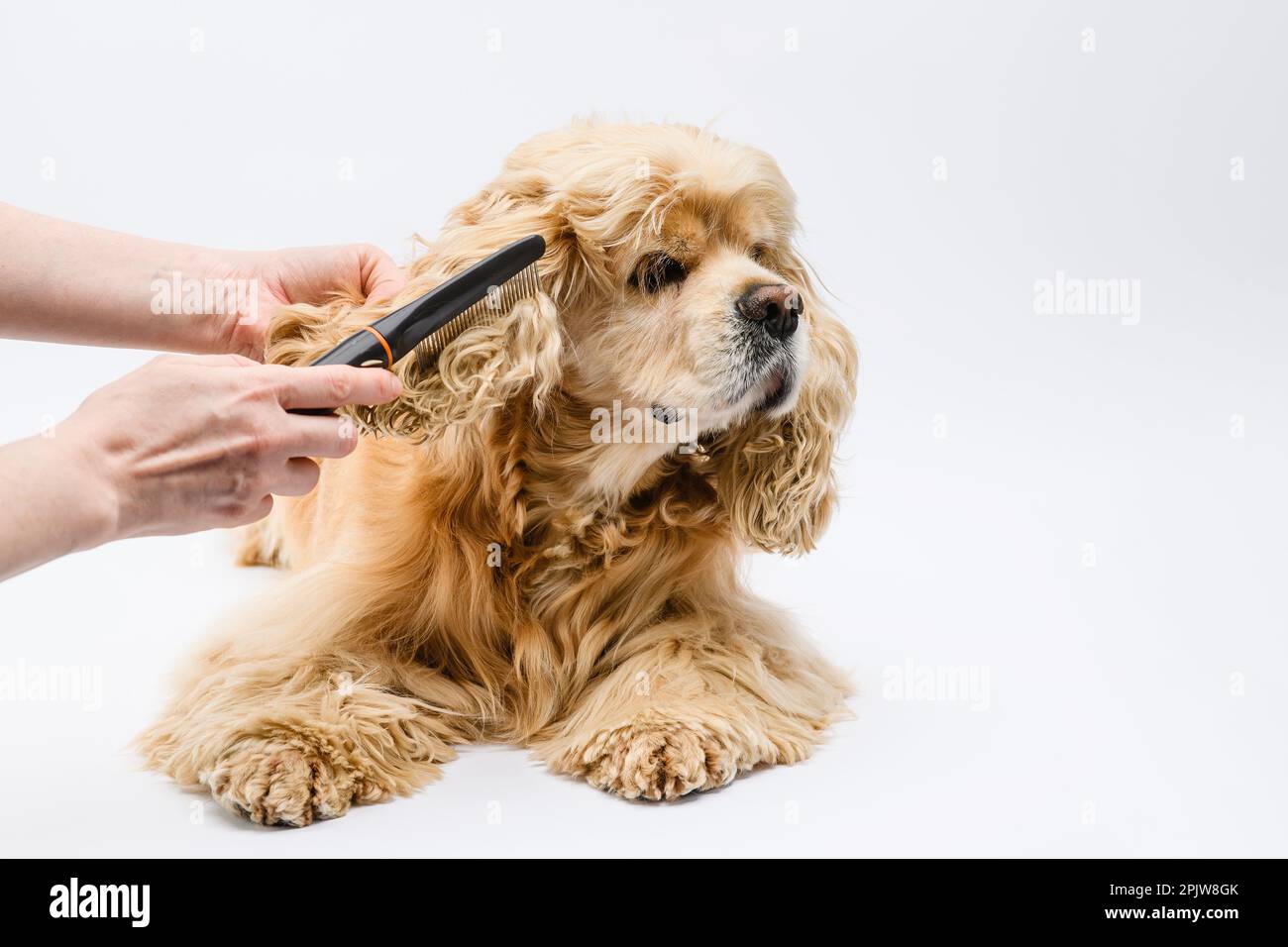 Groomer combing the ears of an American Cocker Spaniel on a white ...