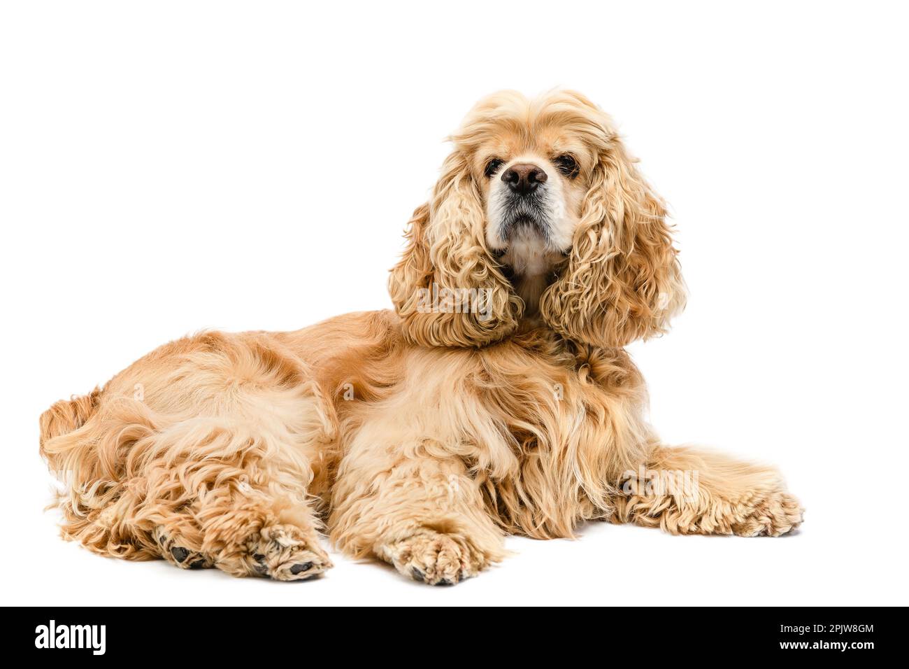 Cute American Cocker Spaniel lying on a white background. Side view ...