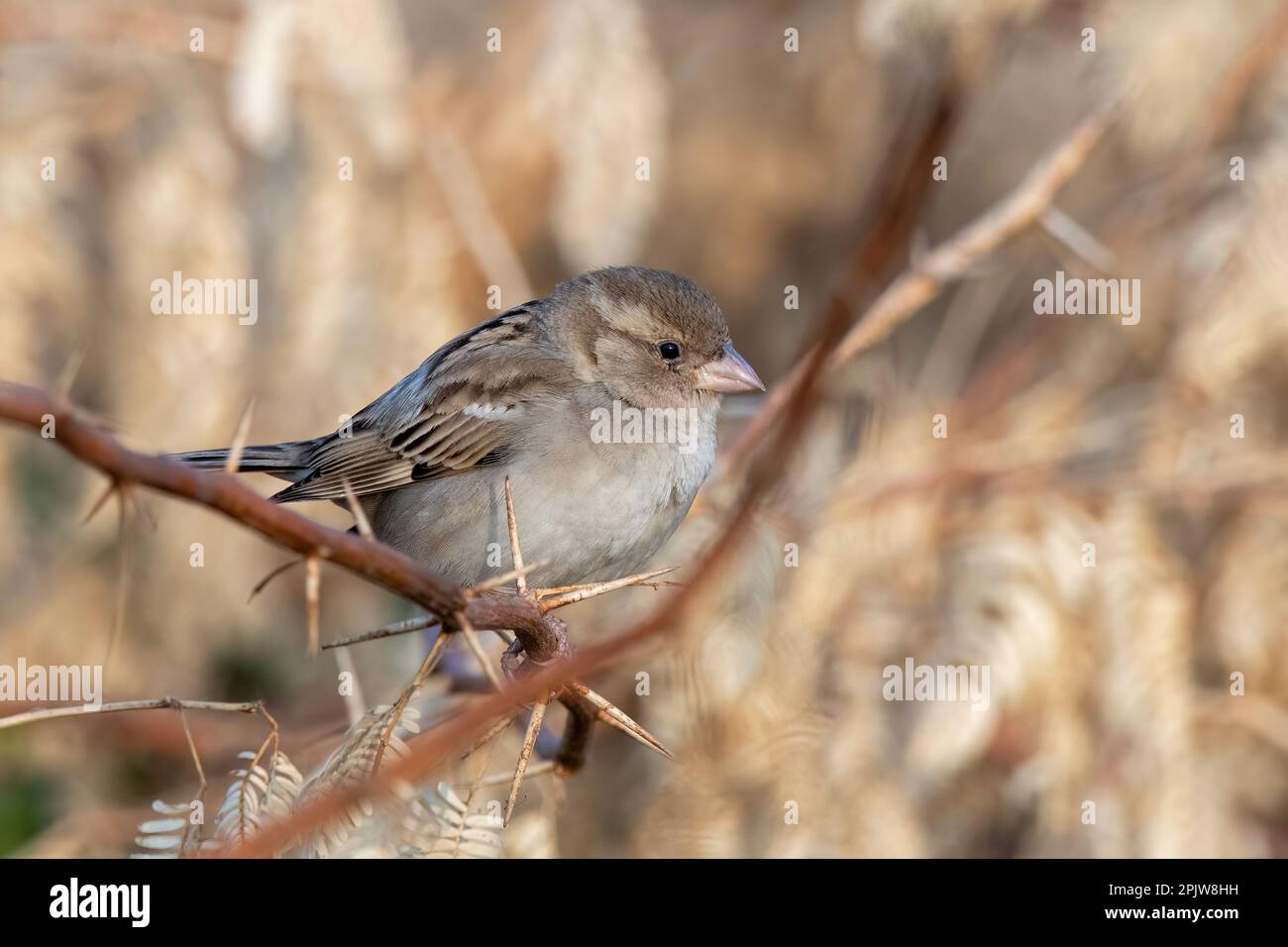 House sparrow (Passer domesticus) observed near Nalsarovar in Gujarat ...