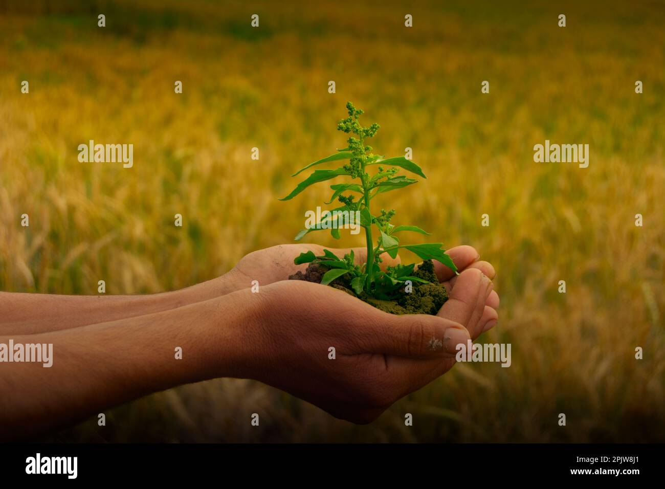 Wheat feild hi-res stock photography and images - Alamy