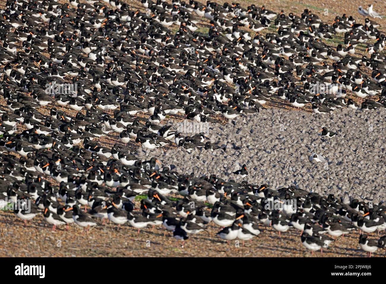 Red Knot at Snettisham RSPB Reserve Norfolk UK Stock Photo - Alamy