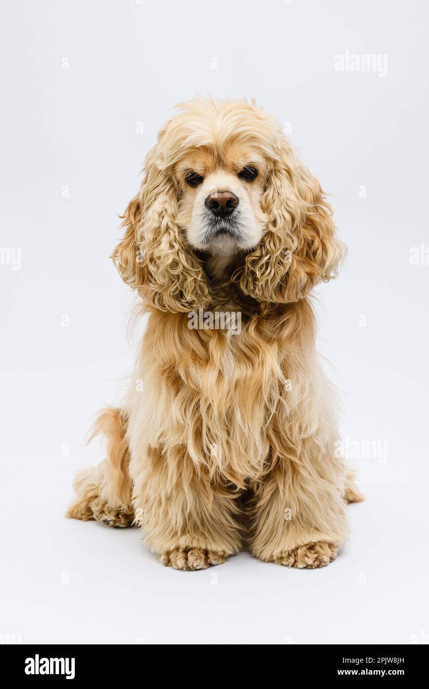 Cute fluffy American Cocker Spaniel sits in front of a white background ...
