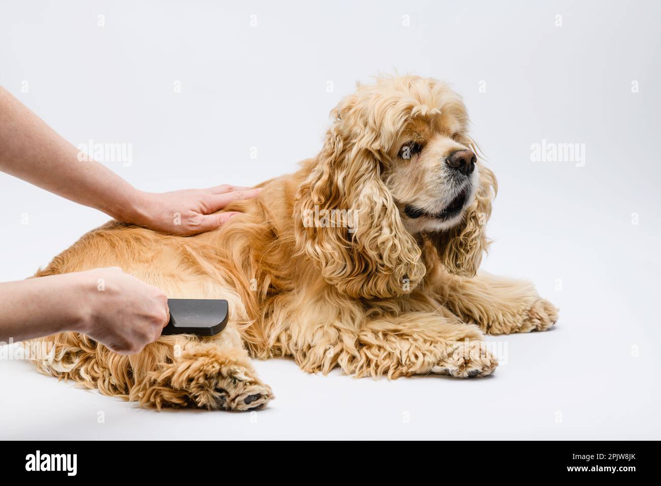 Groomer grooming a lying American Cocker Spaniel in front of a white ...