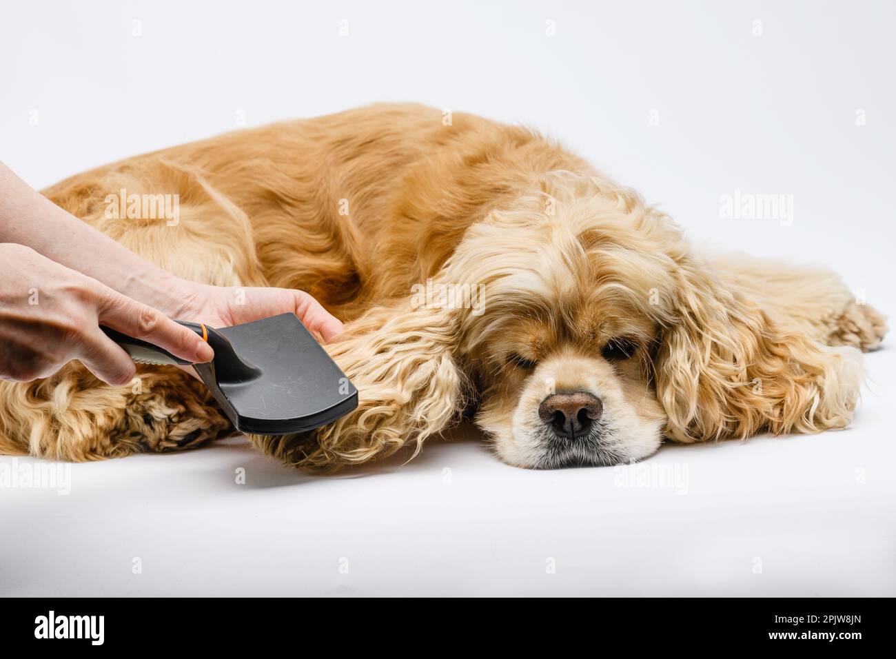 Groomer grooming a lying American Cocker Spaniel in front of a white ...