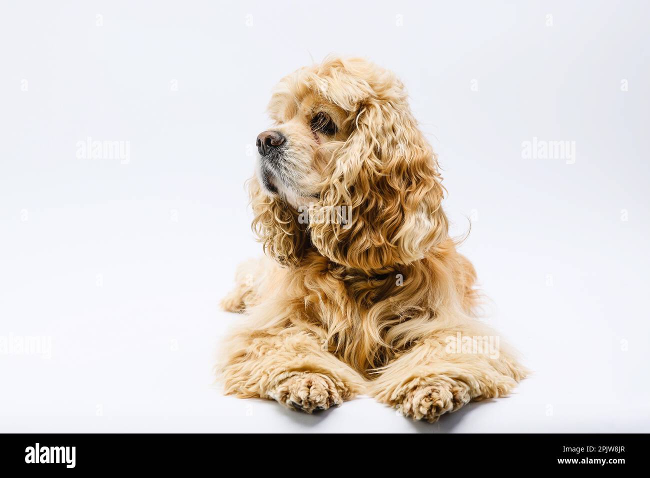 Cute American Cocker Spaniel lying on a white background. Side view ...