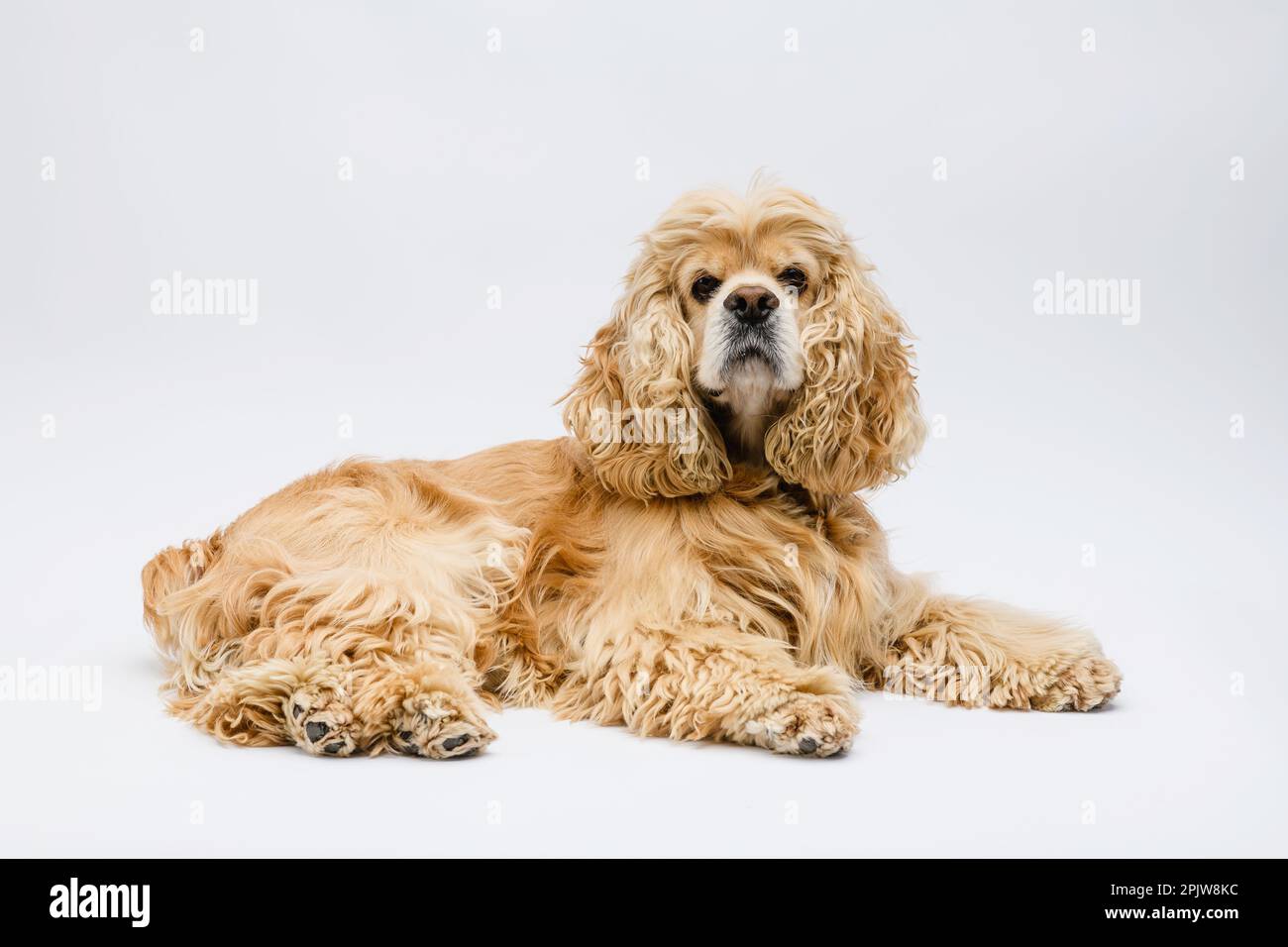 Cute American Cocker Spaniel lying on a white background. Side view ...