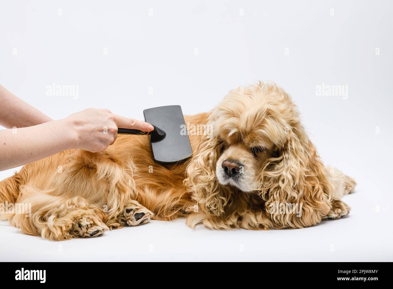Groomer grooming a lying American Cocker Spaniel in front of a white ...