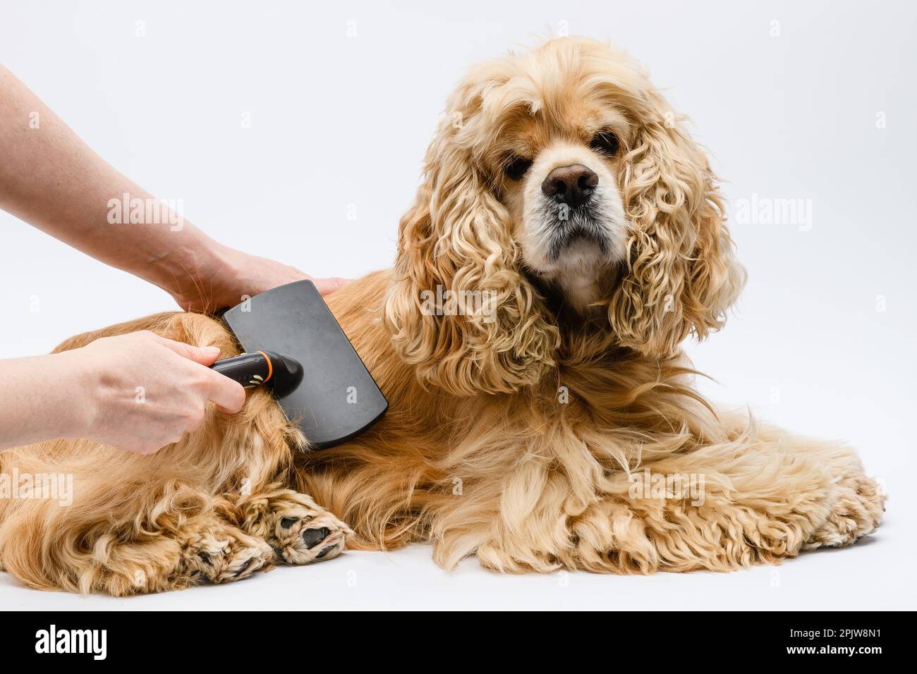 Groomer grooming a lying American Cocker Spaniel in front of a white ...