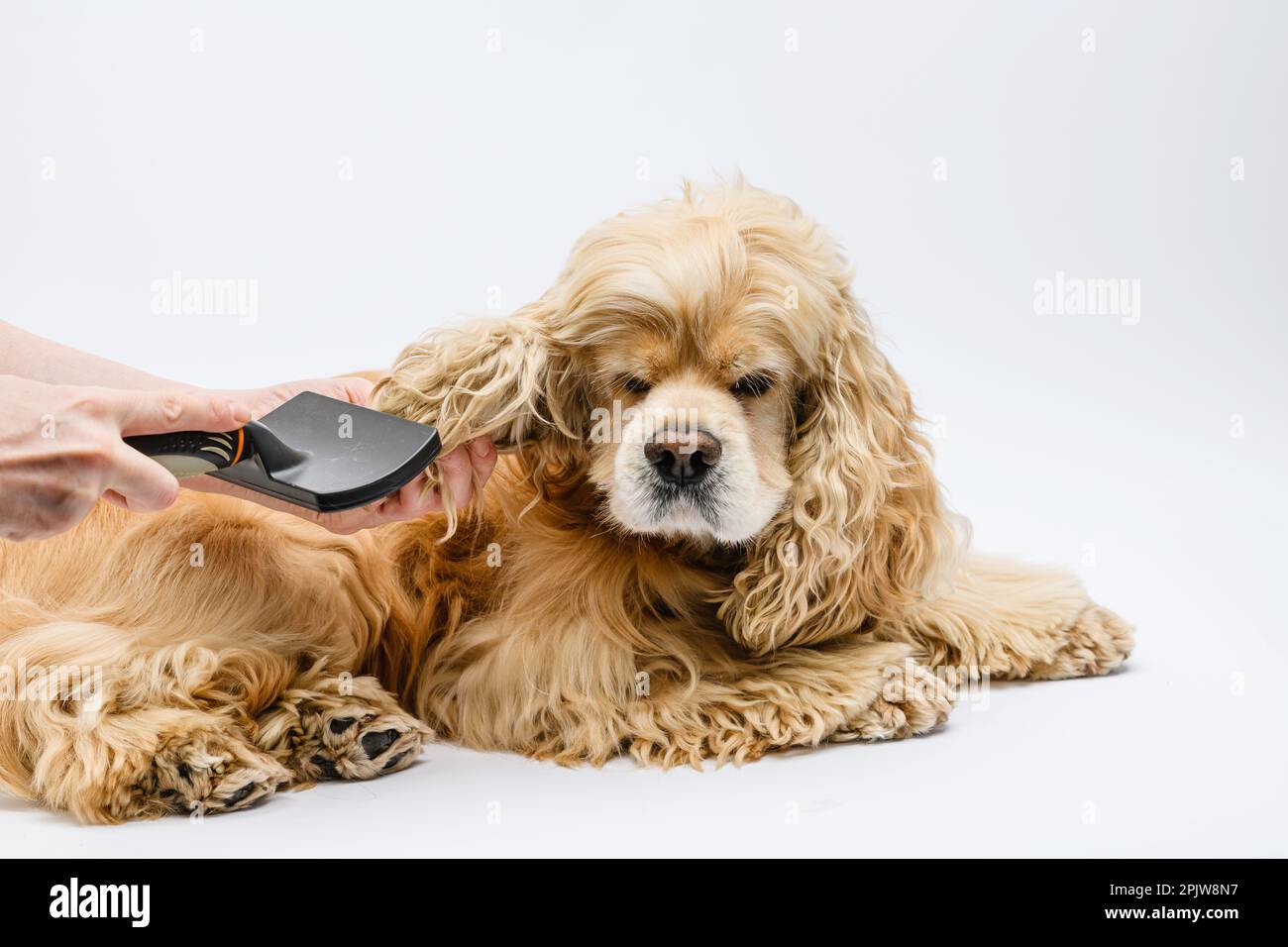 Groomer combs fur cocker spaniel hi-res stock photography and images ...