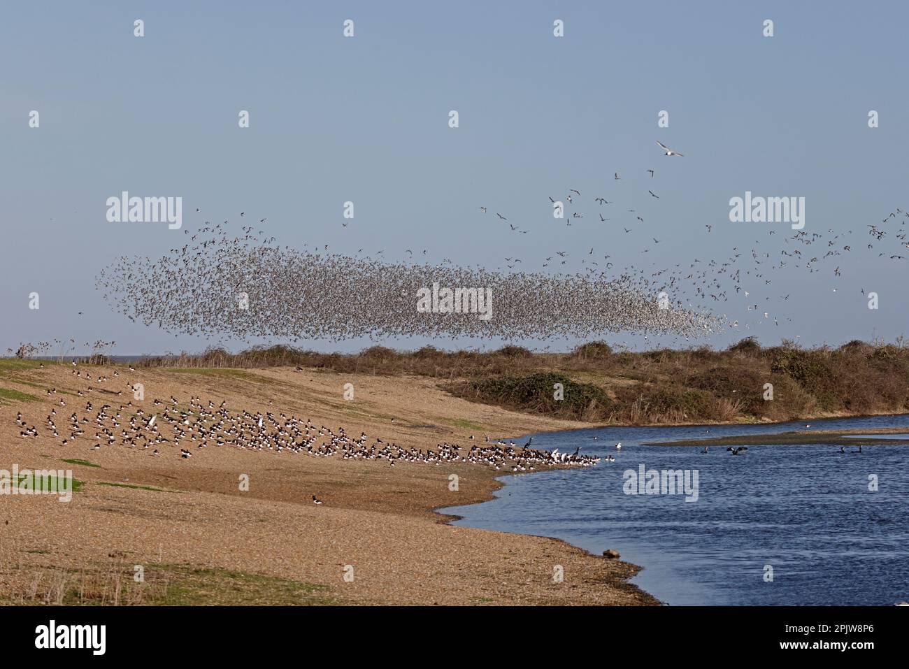 Red Knot taking off at Snettisham RSPB Reserve Norfolk UK Stock Photo ...