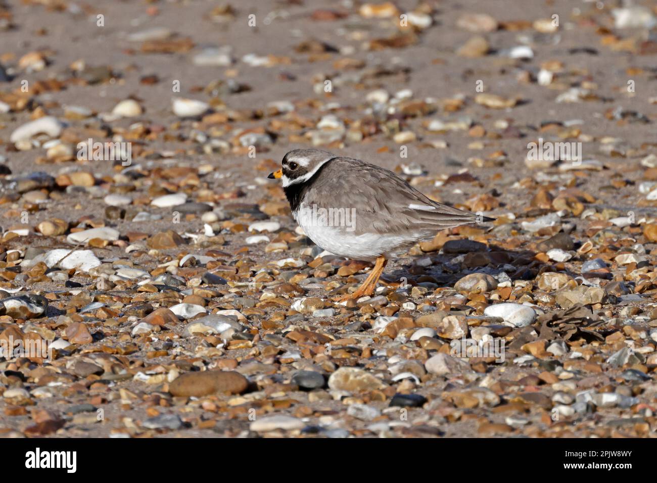Ringed Plover at Snettisham RSPB Reserve Norfolk UK Stock Photo - Alamy