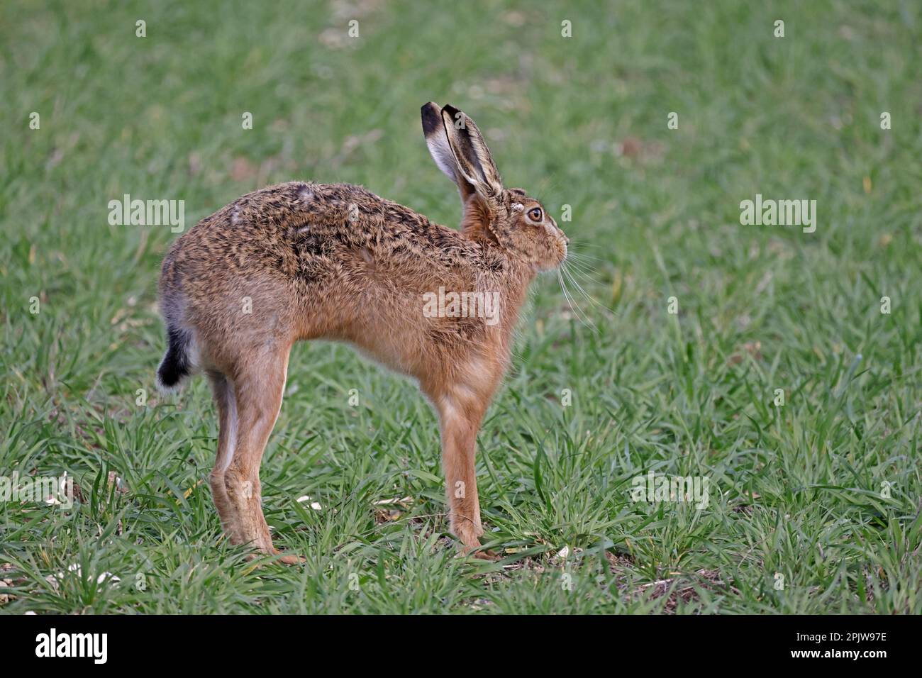 Brown Hare stretching in Norfolk UK Stock Photo - Alamy