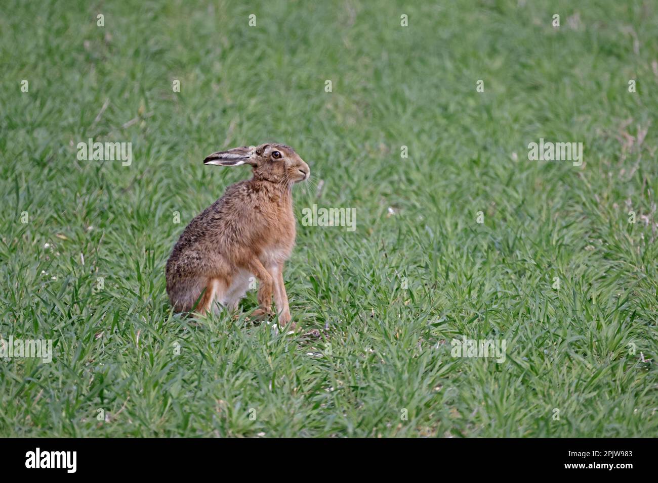 Brown hare lepus lepus hare norfolk hi-res stock photography and images - Alamy