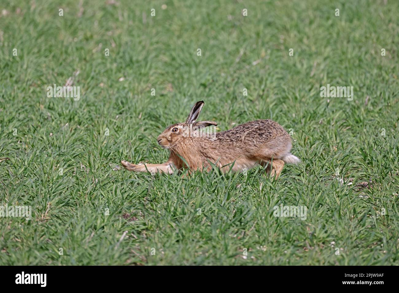 Brown Hare stretching in Norfolk UK Stock Photo - Alamy