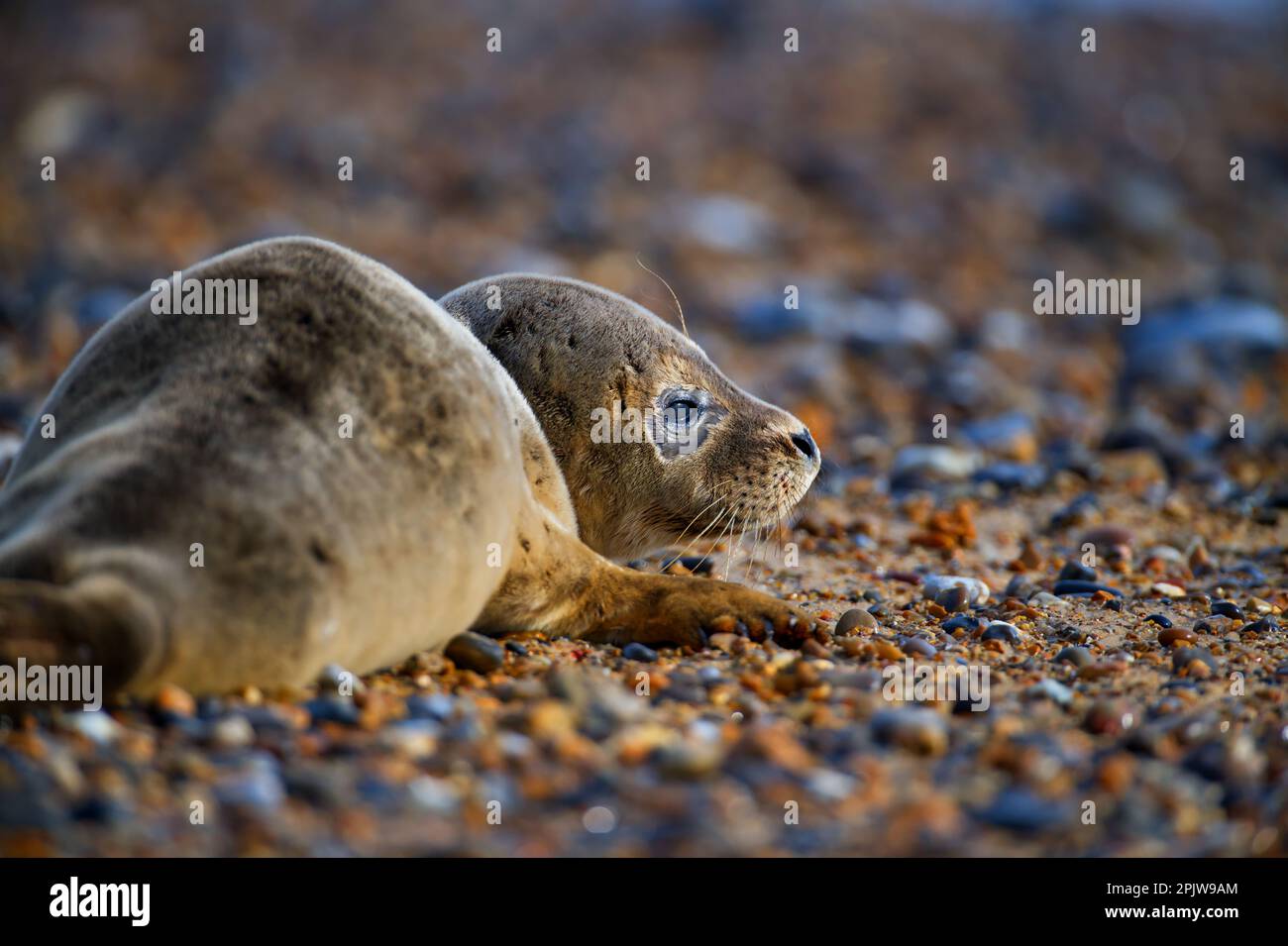 Seal Looking to the Left Stock Photo - Alamy