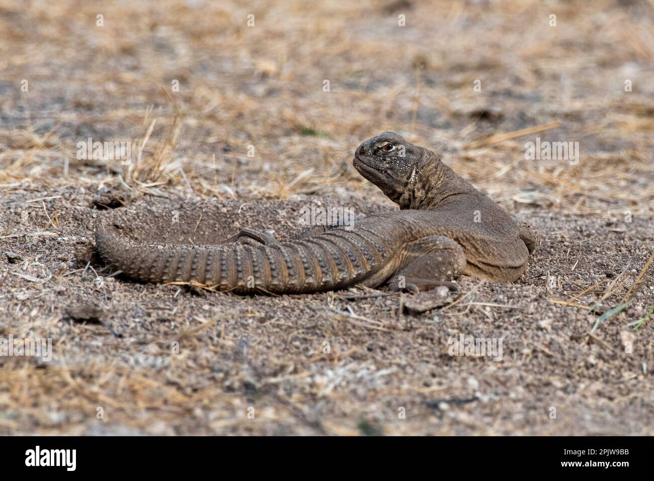 Indian Spiny Tailed Lizard Saara Hardwickii Indian Spiny Tailed Lizard