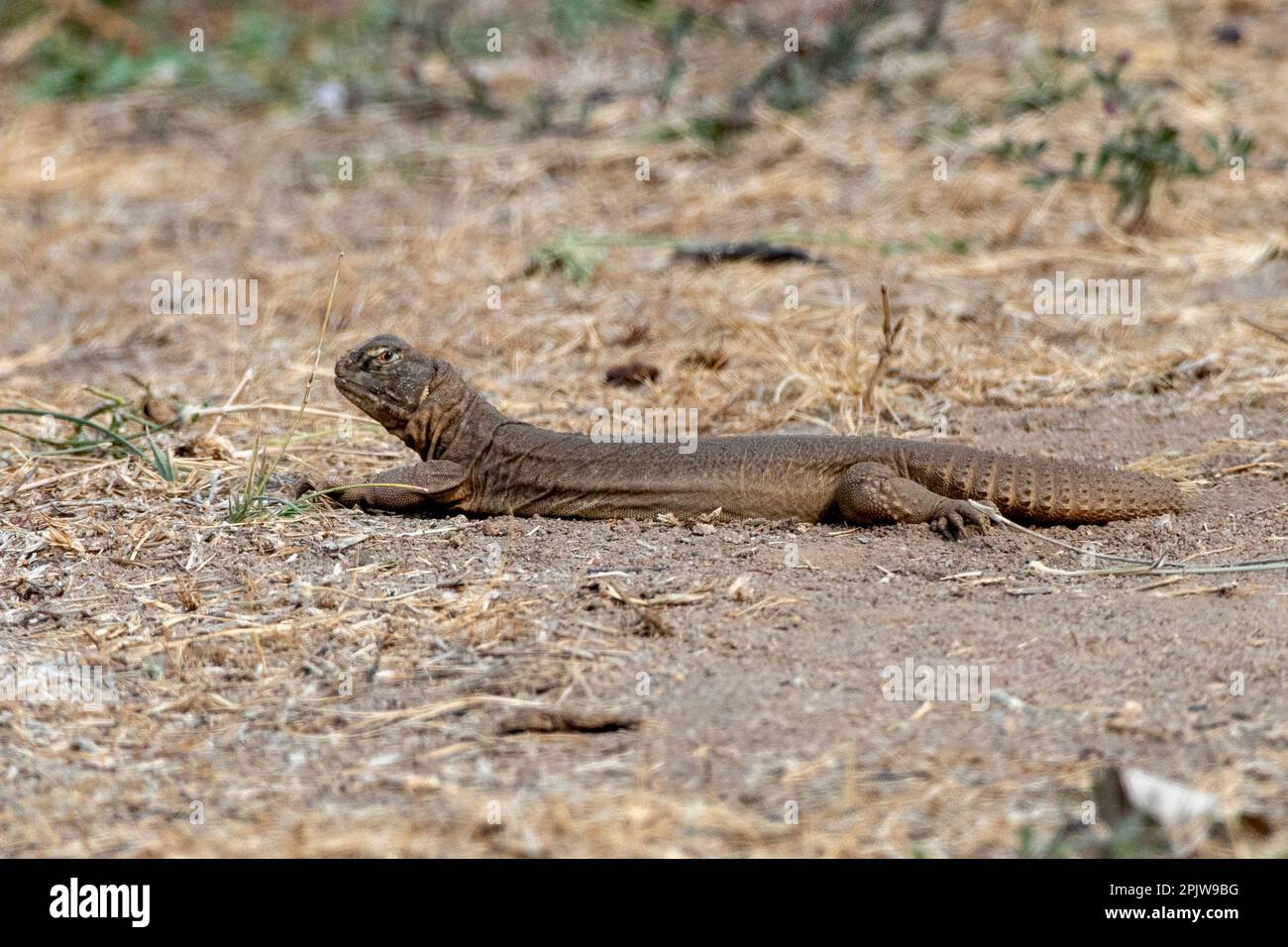 Indian Spiny Tailed Lizard