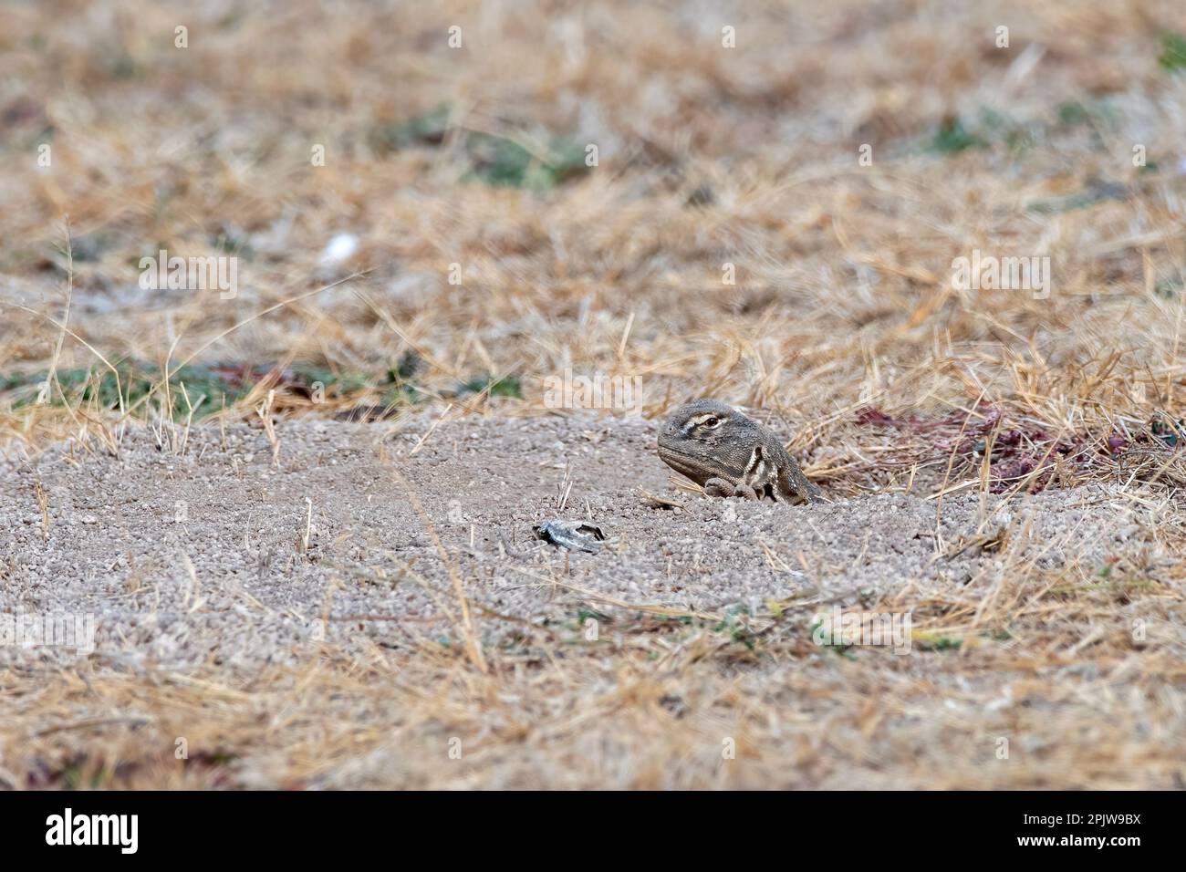 Saara hardwickii, commonly known as Hardwicke's spiny-tailed lizard or ...