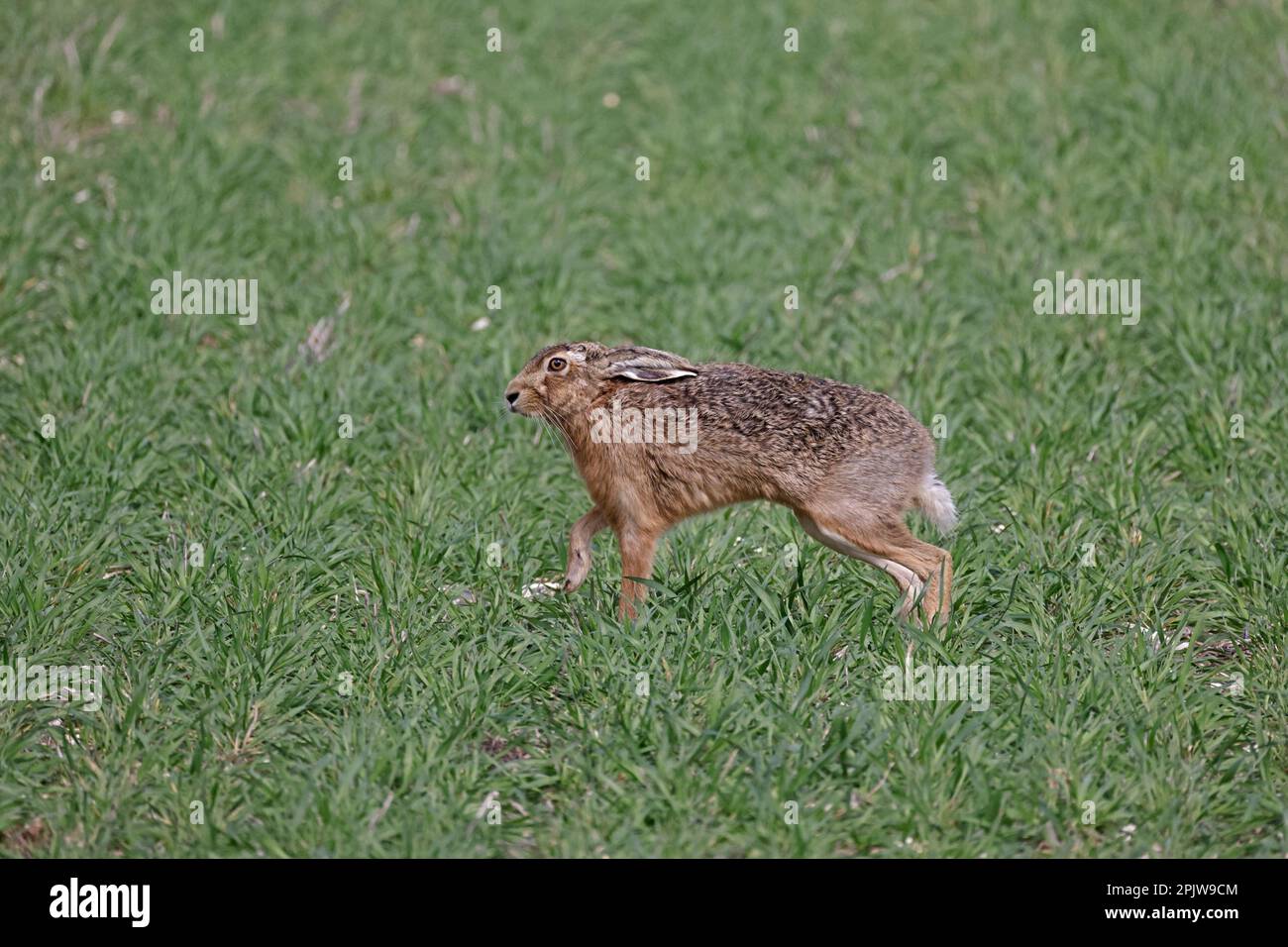Brown hare lepus lepus hare norfolk hi-res stock photography and images - Alamy