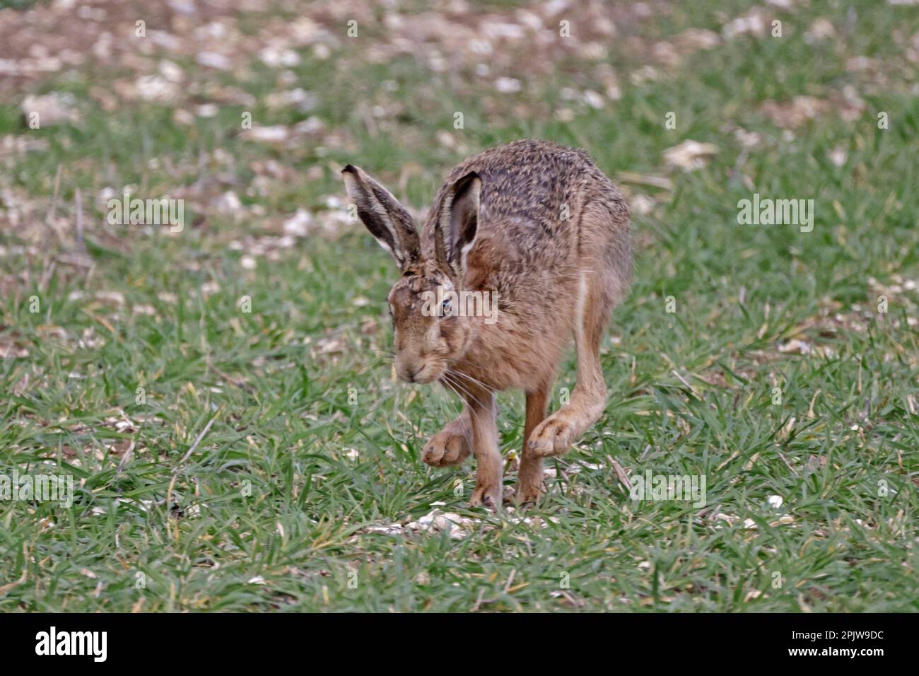 Brown Hare running in Norfolk UK Stock Photo - Alamy