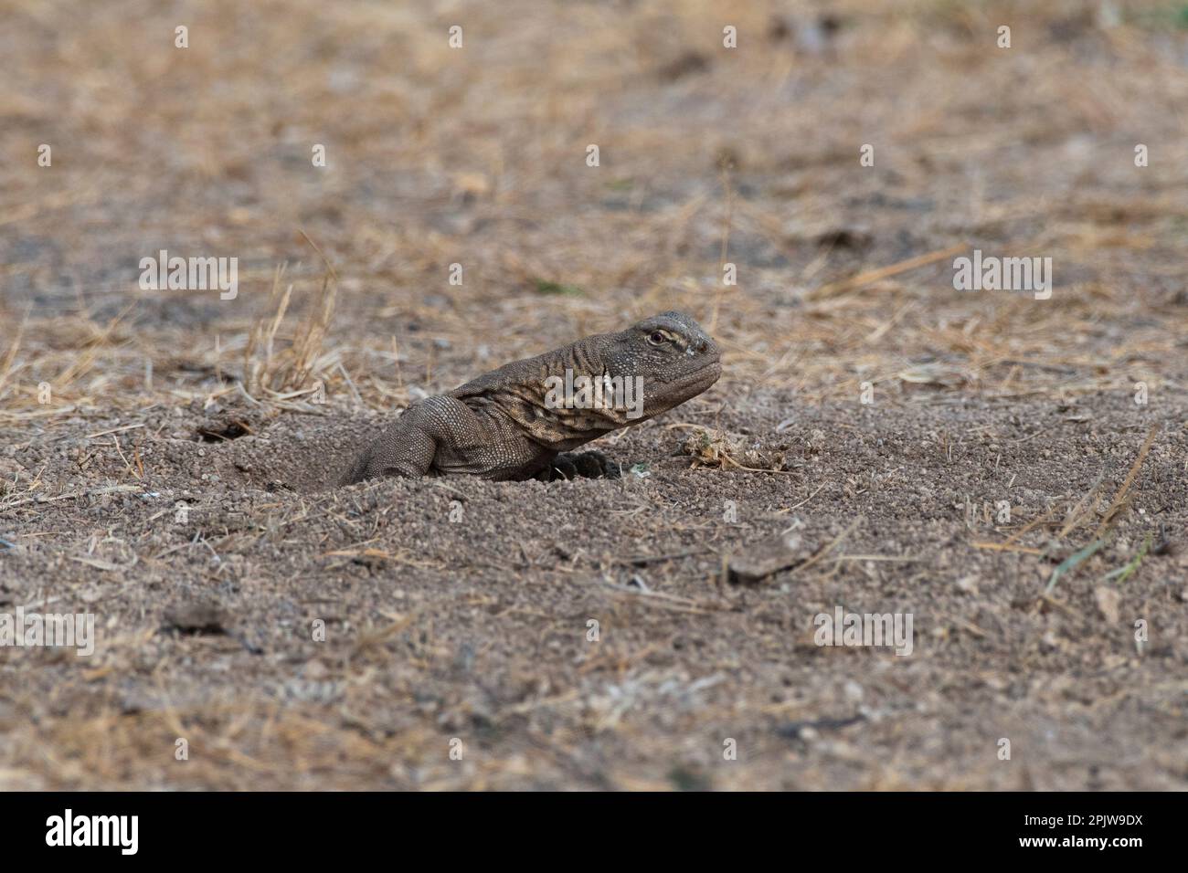 Saara hardwickii, commonly known as Hardwicke's spiny-tailed lizard or ...