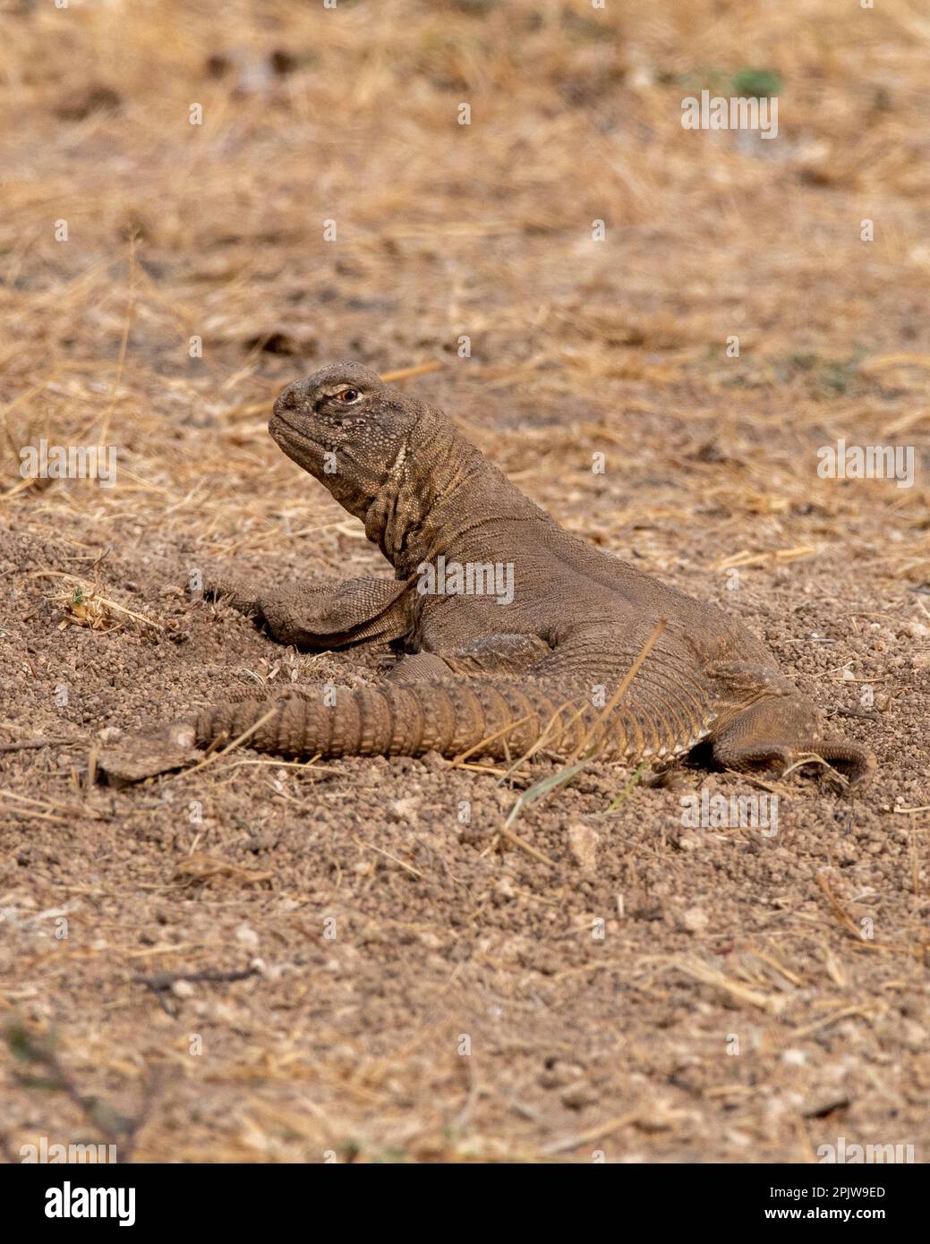 Saara hardwickii, commonly known as Hardwicke's spiny-tailed lizard or ...