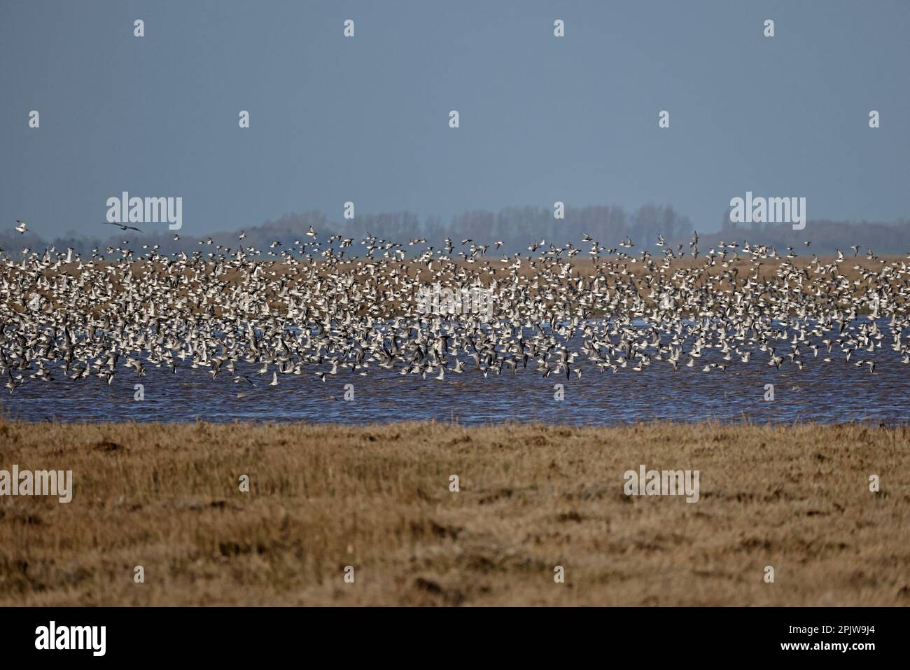 Red Knot in flight over the Wash at Snettisham RSPB Reserve Norfolk UK ...