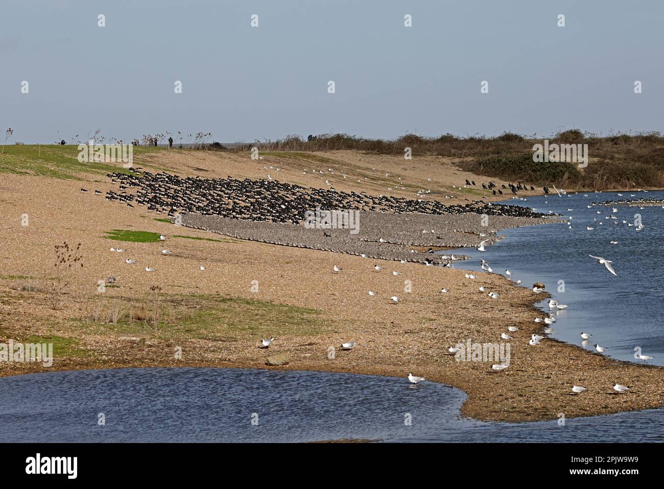 Red Knot at Snettisham RSPB Reserve Norfolk UK Stock Photo - Alamy
