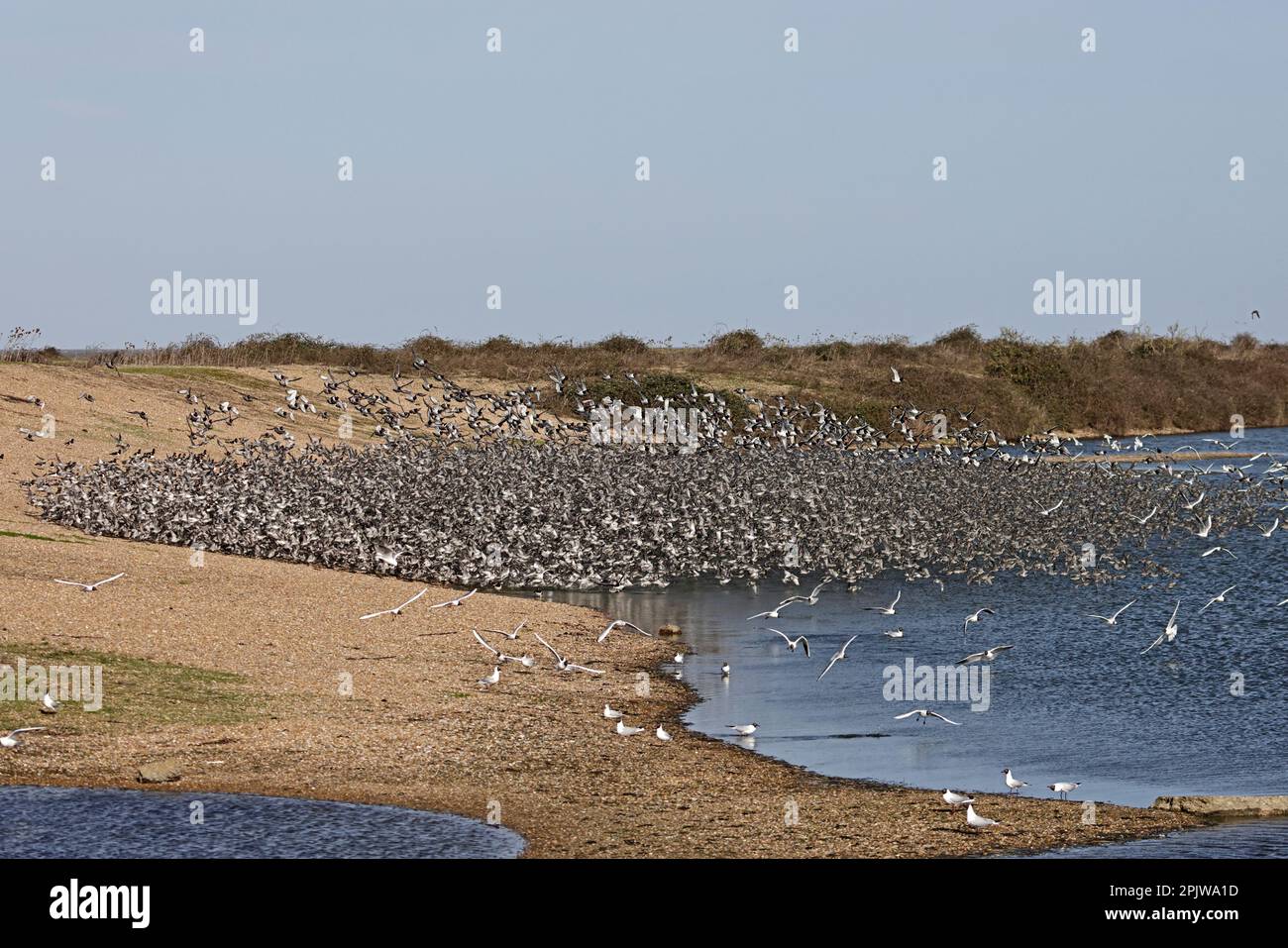 Red Knot taking off at Snettisham RSPB Reserve Norfolk UK Stock Photo ...