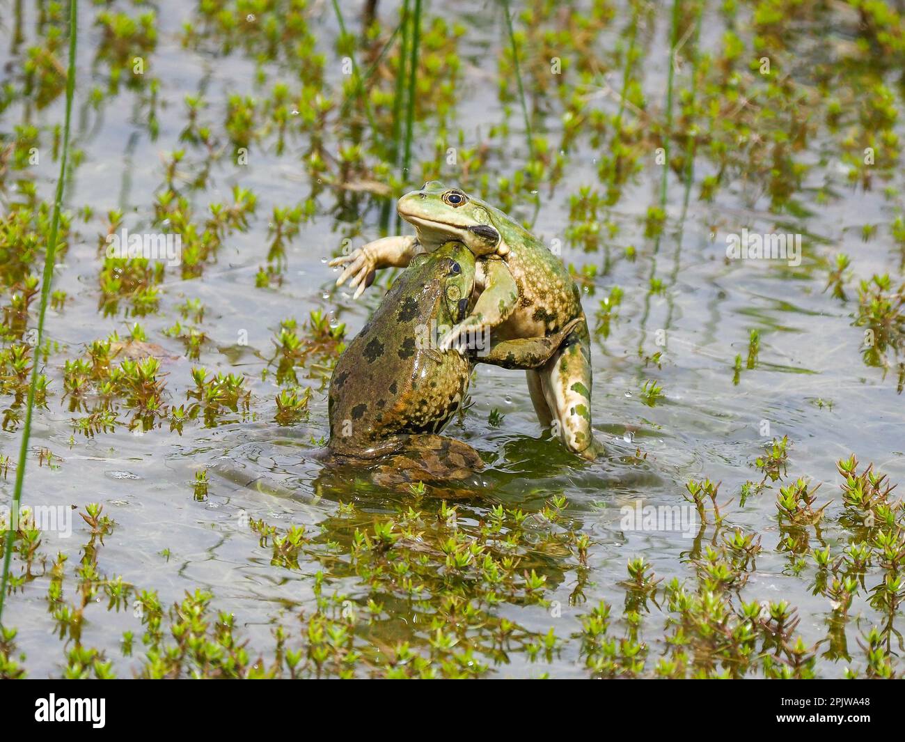 The green frogs playing in a body of water surrounded by lush green ...