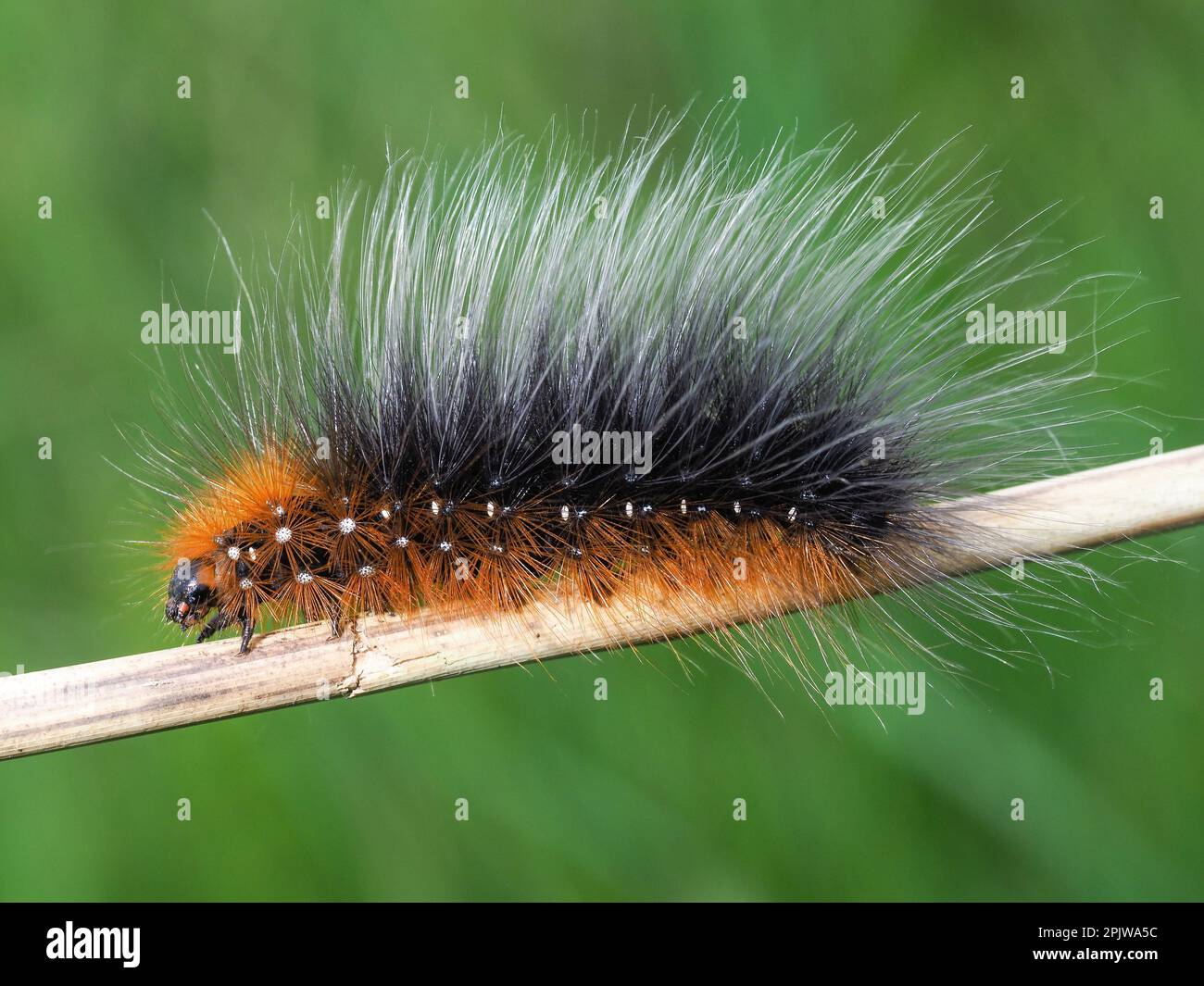 Caterpillar garden tiger moth hi-res stock photography and images - Alamy