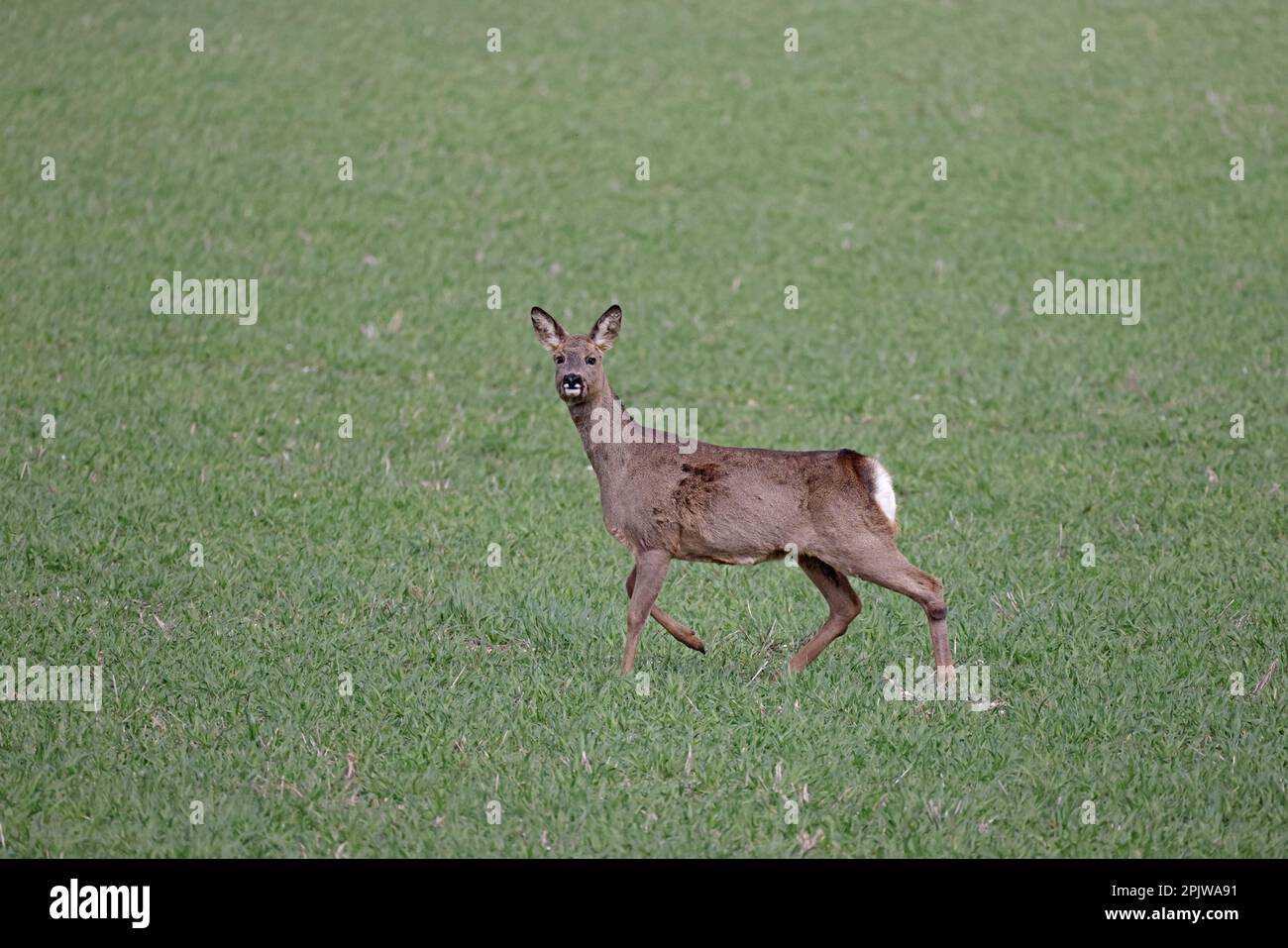 Female Roe Deer in a field in Norfolk UK Stock Photo - Alamy