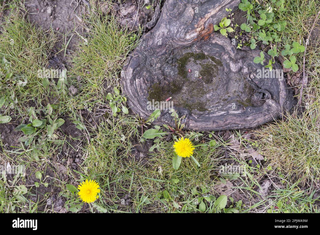 Tree log in the forrest Stock Photo - Alamy