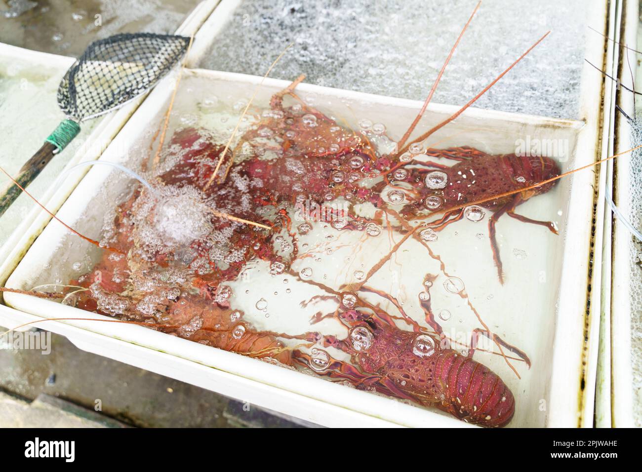 Red fresh raw lobster in white plastic box with water on the market ...