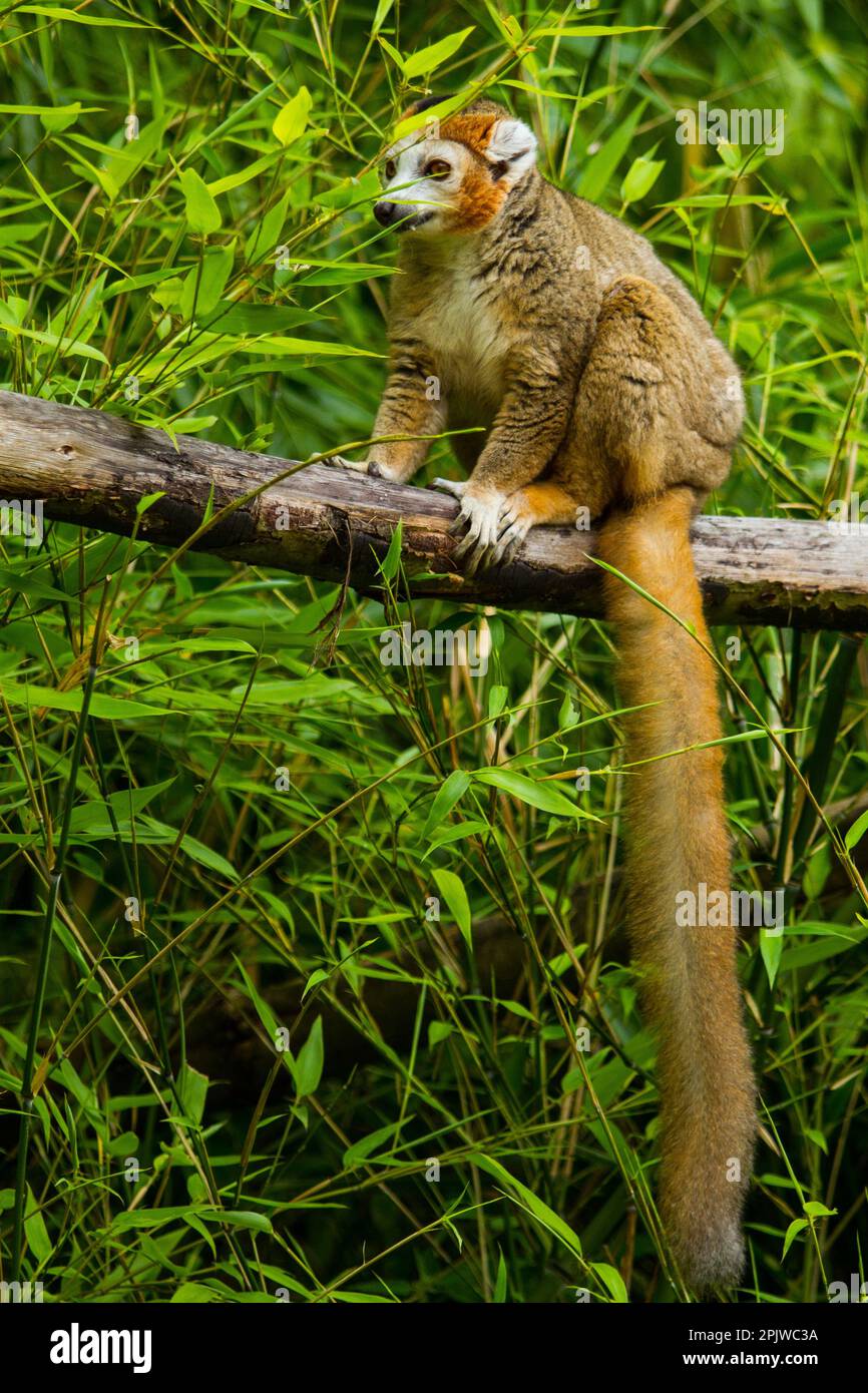 A small Golden bamboo lemur sitting on top of a tree branch surrounded ...