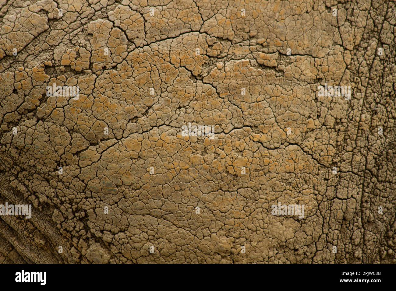 Elephant skin texture hi-res stock photography and images - Alamy