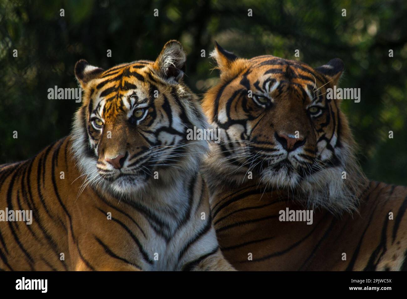 The two majestic tigers basking in the sun next to a tree in the ...