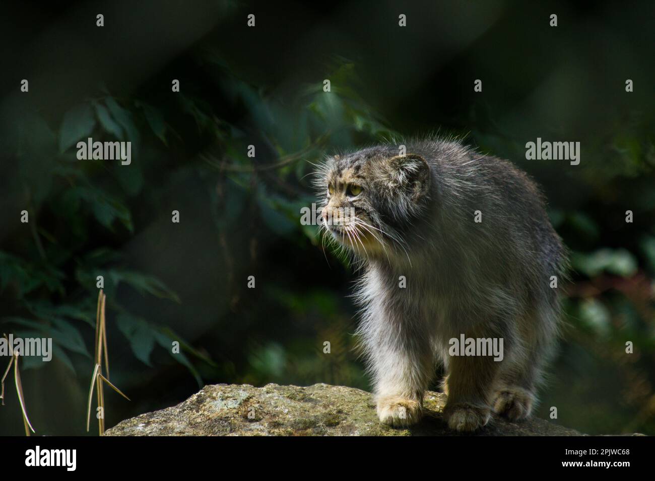A gray furry Pallas Cat on a naturally occurring rock in a grassy ...