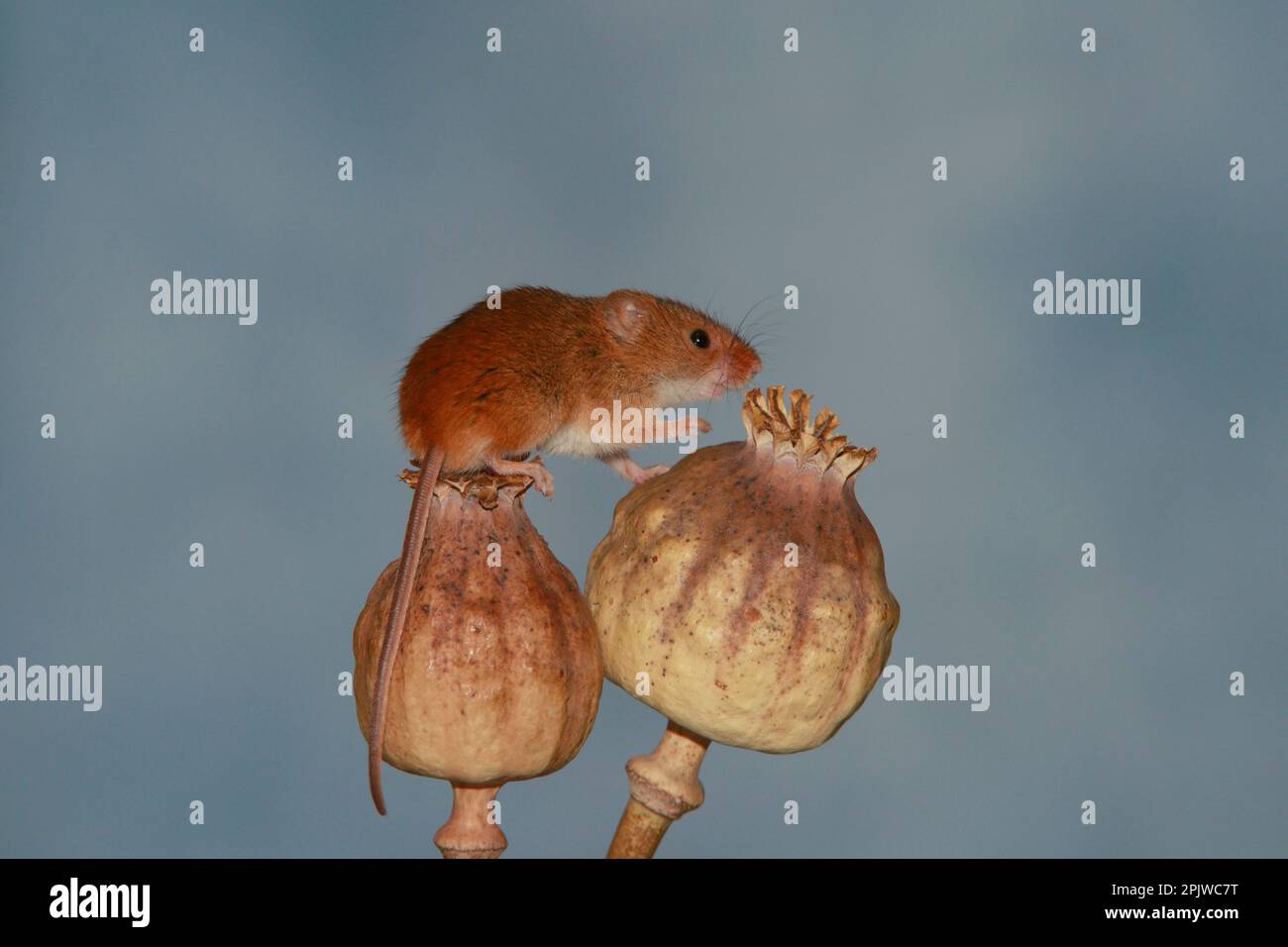 Harvest mouse on dried plant Stock Photo - Alamy