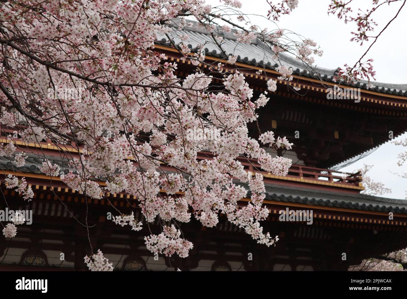 Ikegami Honmonji Temple and cherry blossoms in Tokyo, Japan Stock Photo ...