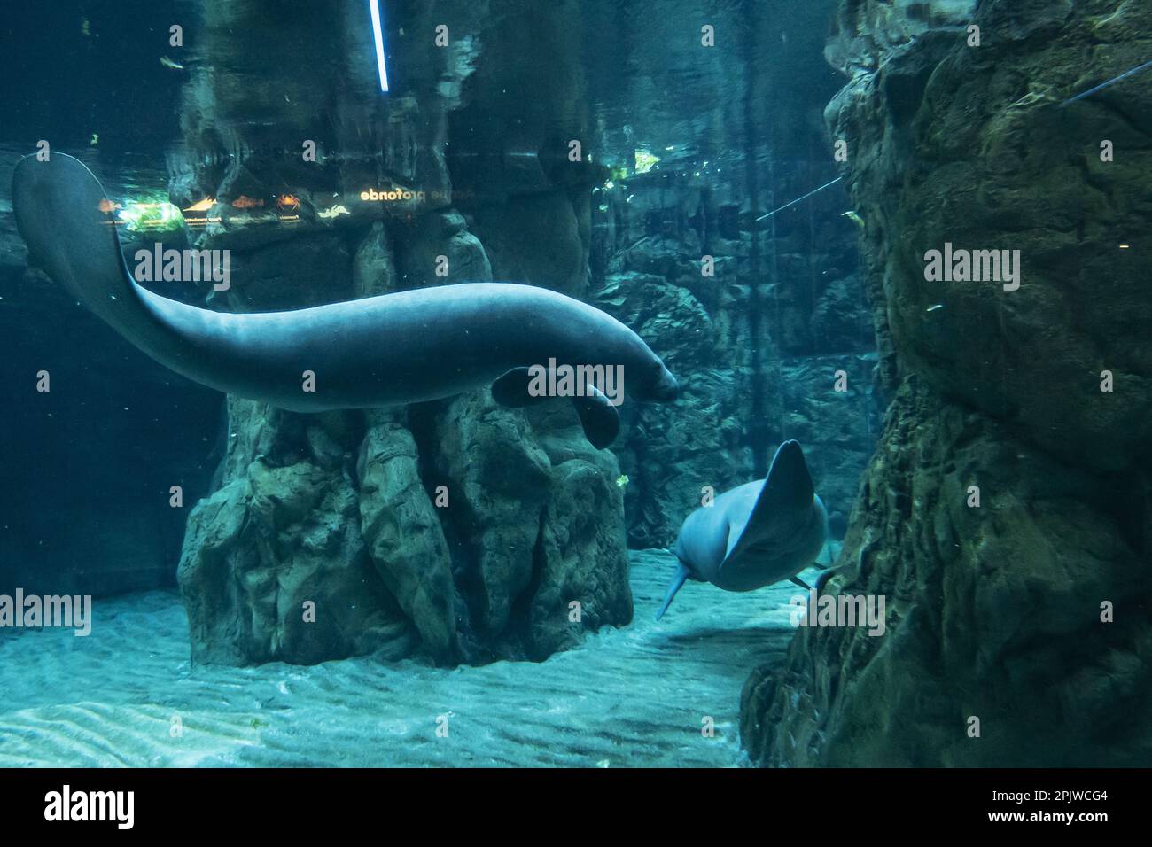 Lamatis hi-res stock photography and images - Alamy