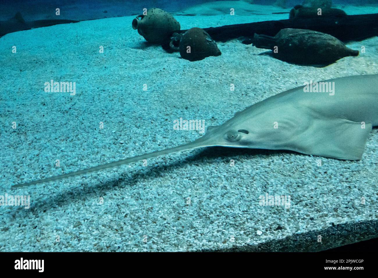 Sawfish hi-res stock photography and images - Alamy