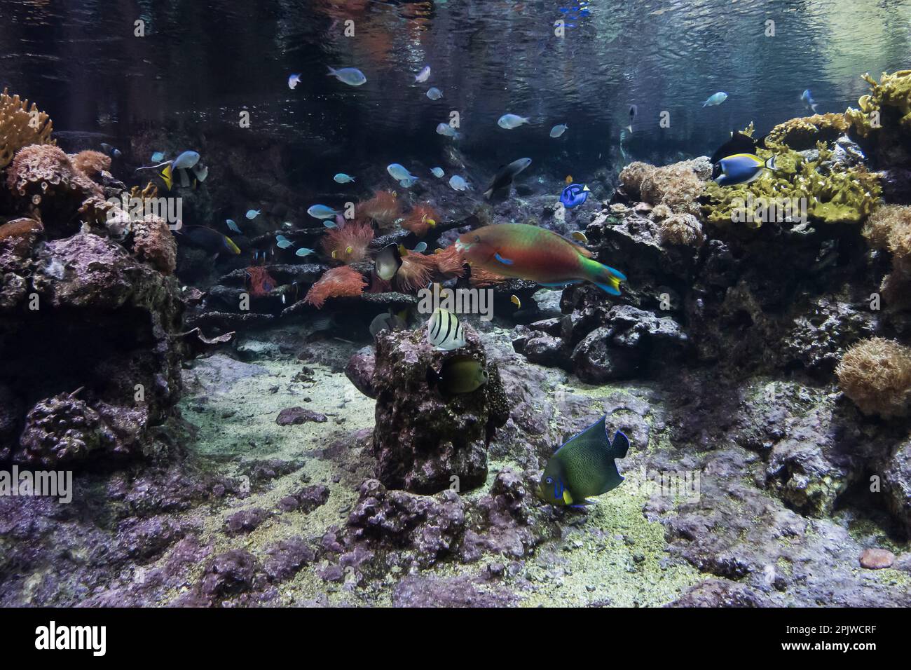Aquario di genova hi-res stock photography and images - Alamy