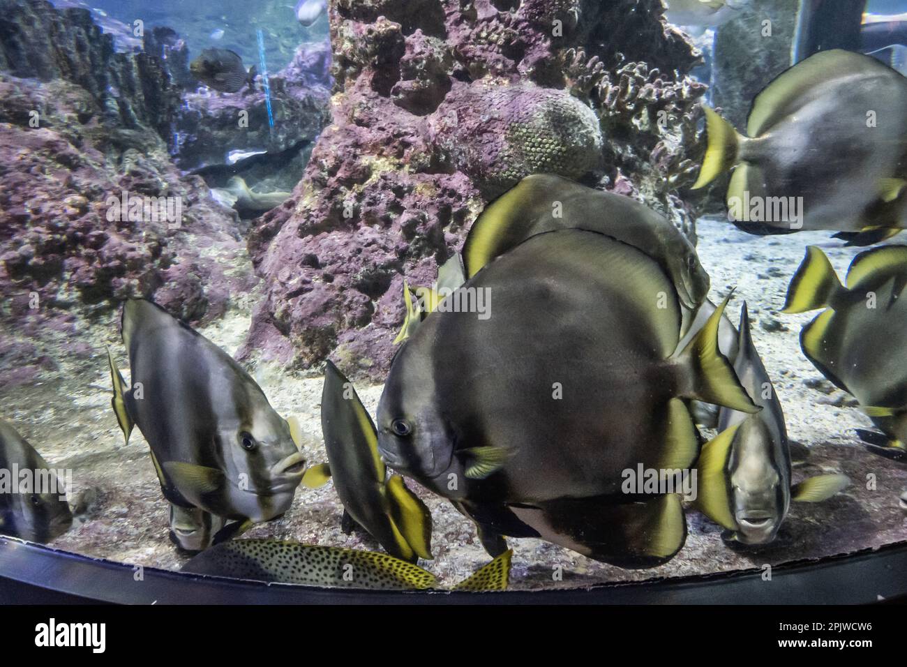 Aquario di genova hi-res stock photography and images - Alamy